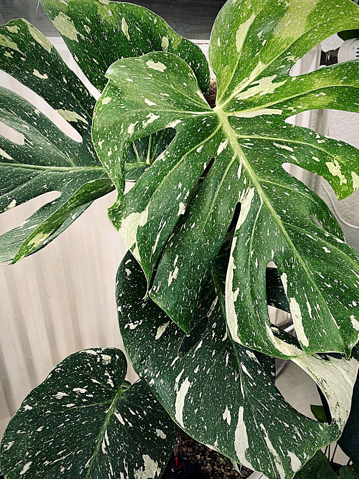 Monstera deliciosa Care Guide – NewRoots Canada
