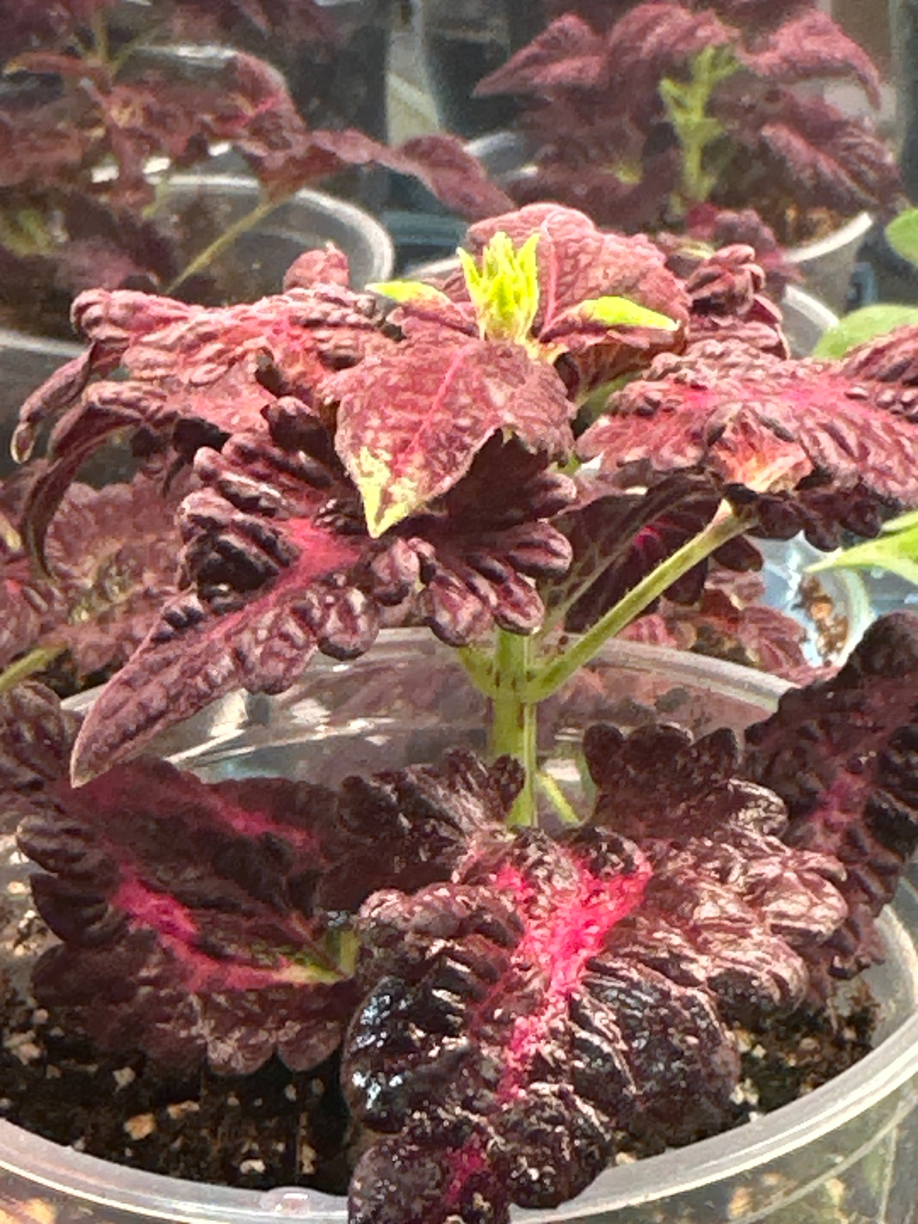 Red Dragon Coleus – NewRoots Canada
