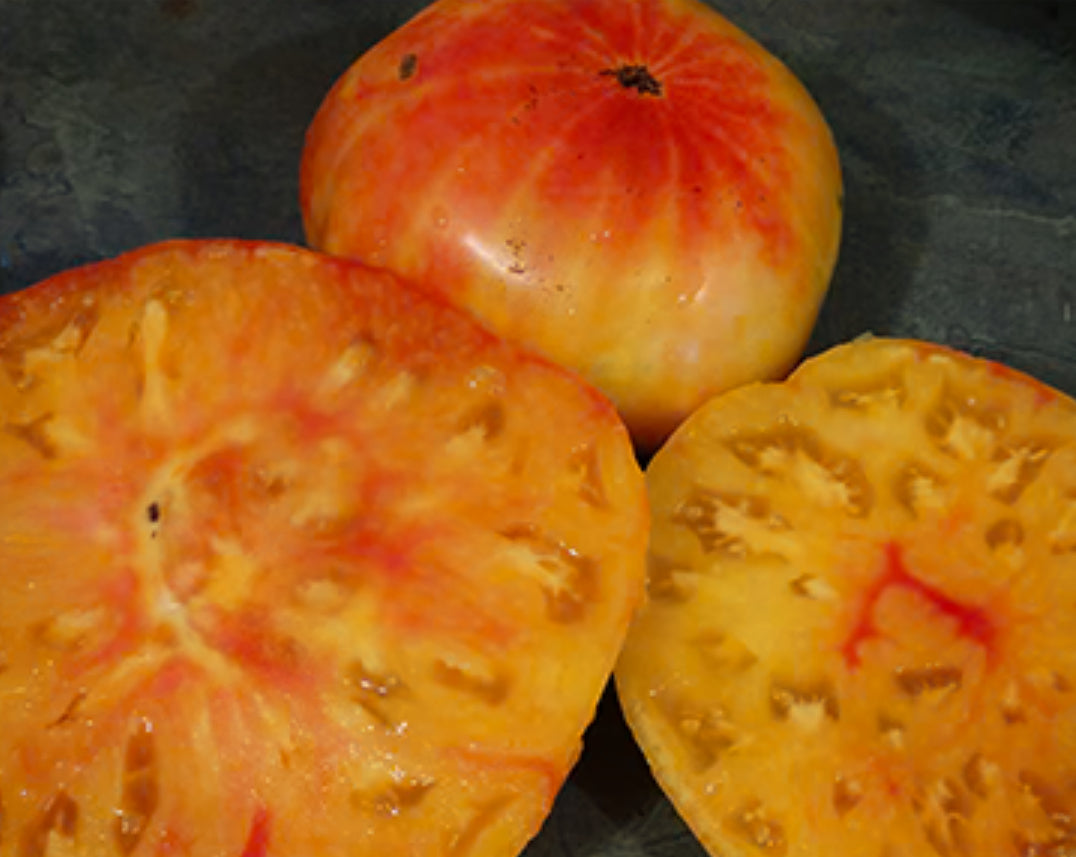 Tomato-Cold Medal – NewRoots Canada