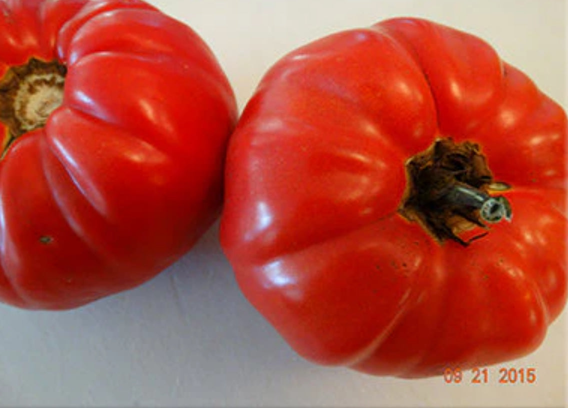 Tomato- Soldacki( Poland ) – NewRoots Canada